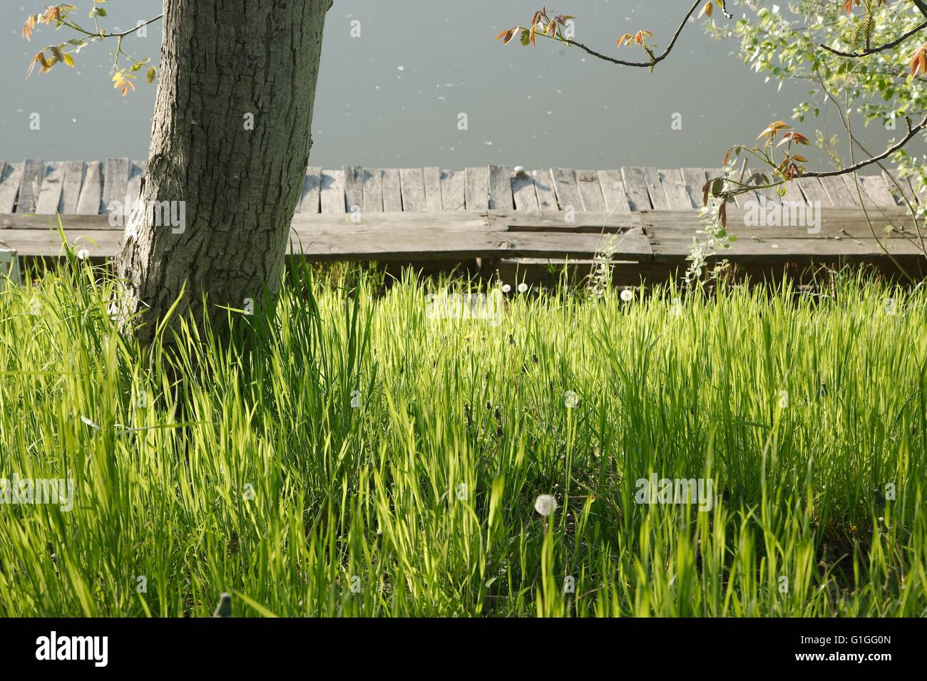 Green Grass Field Stock Photo - Alamy