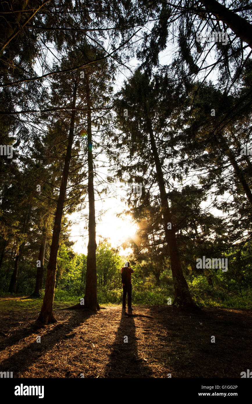 Dramatic silhouette in Forest at sunset Stock Photo - Alamy