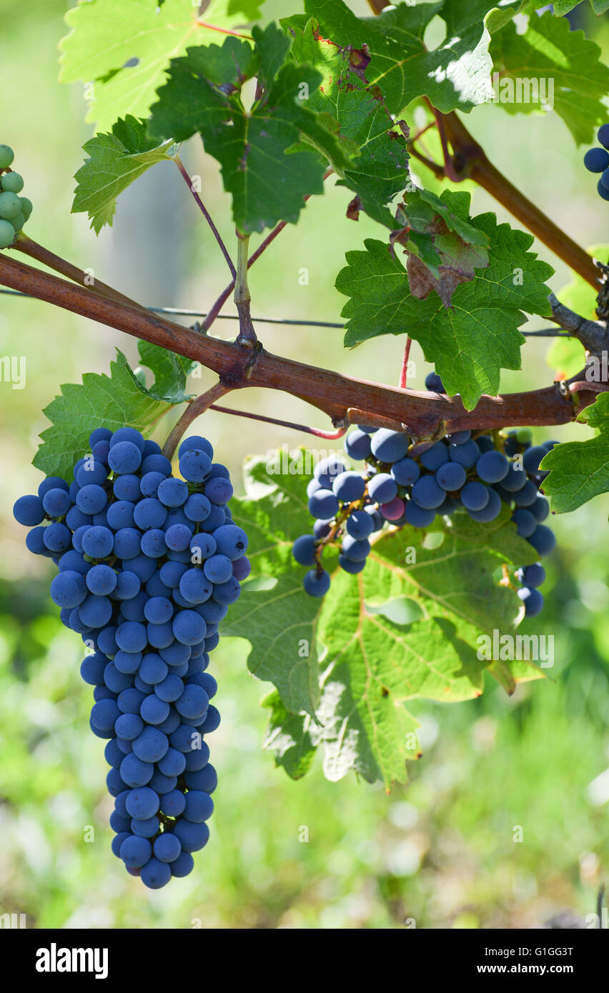 Purple red grapes with green leaves on the vine Stock Photo - Alamy