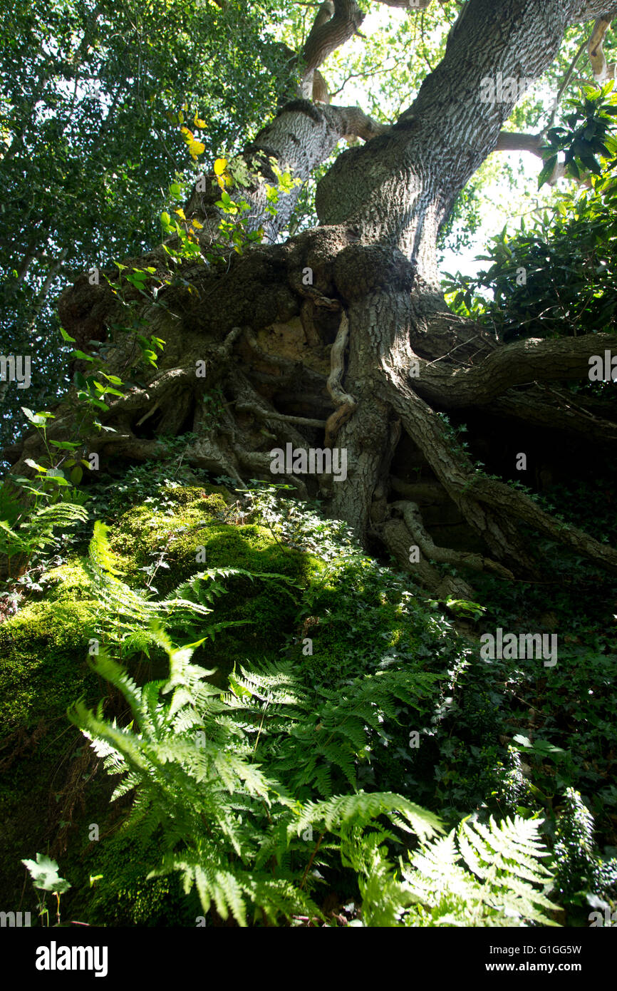 Ferns and tree roots Stock Photo - Alamy