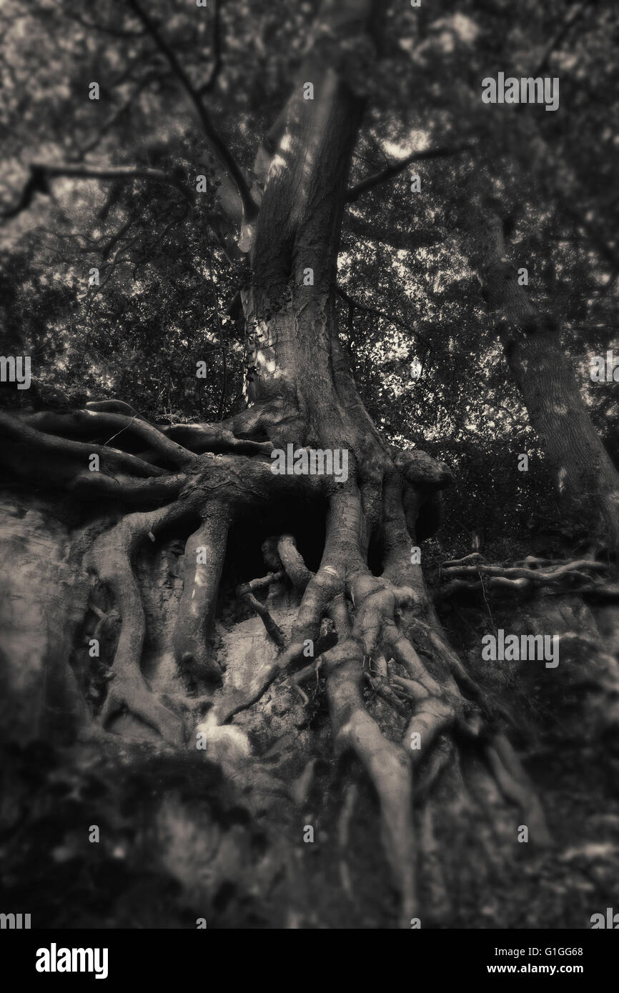 Witchy tree roots along an English road Stock Photo - Alamy