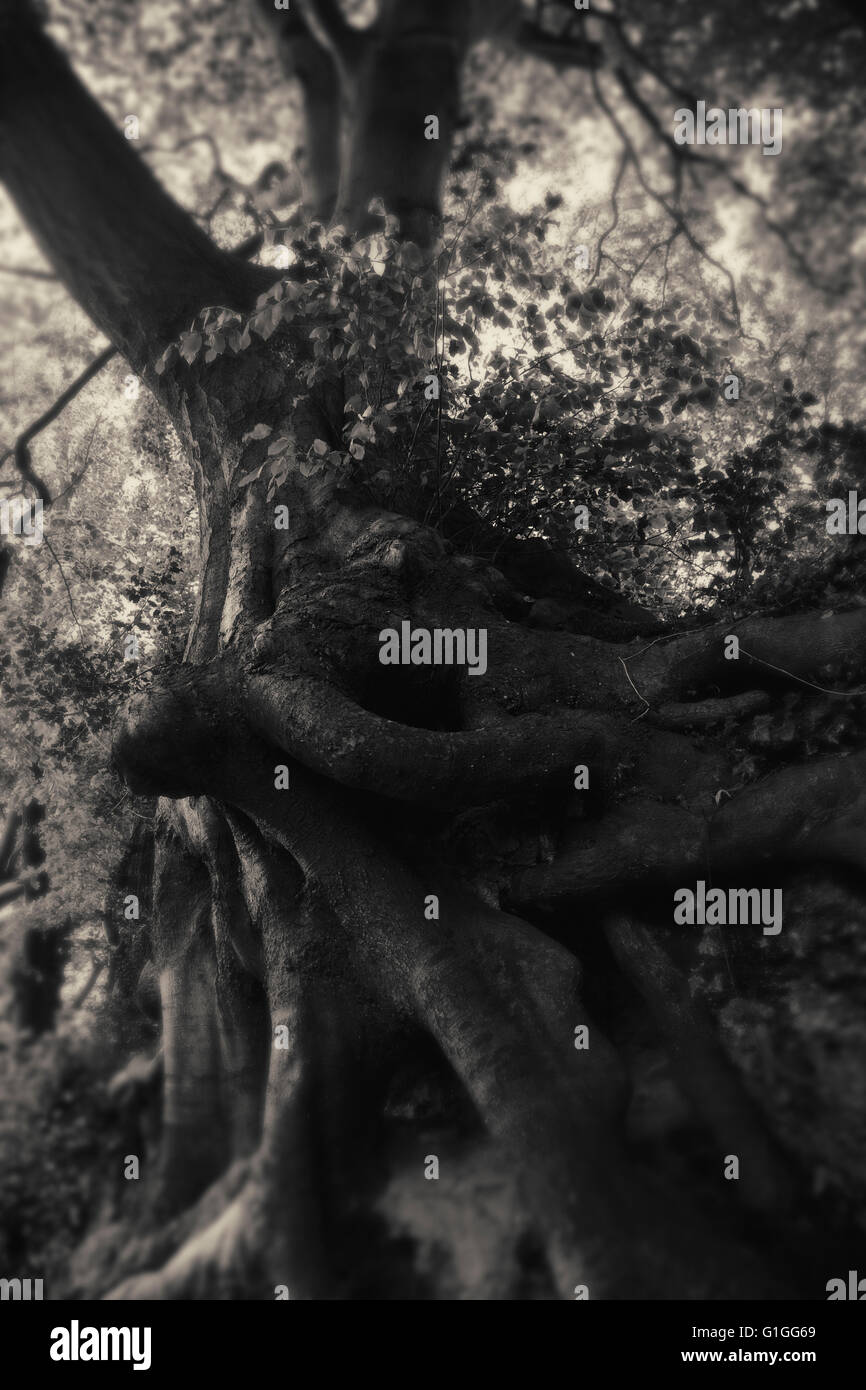 Dark roots hi-res stock photography and images - Alamy