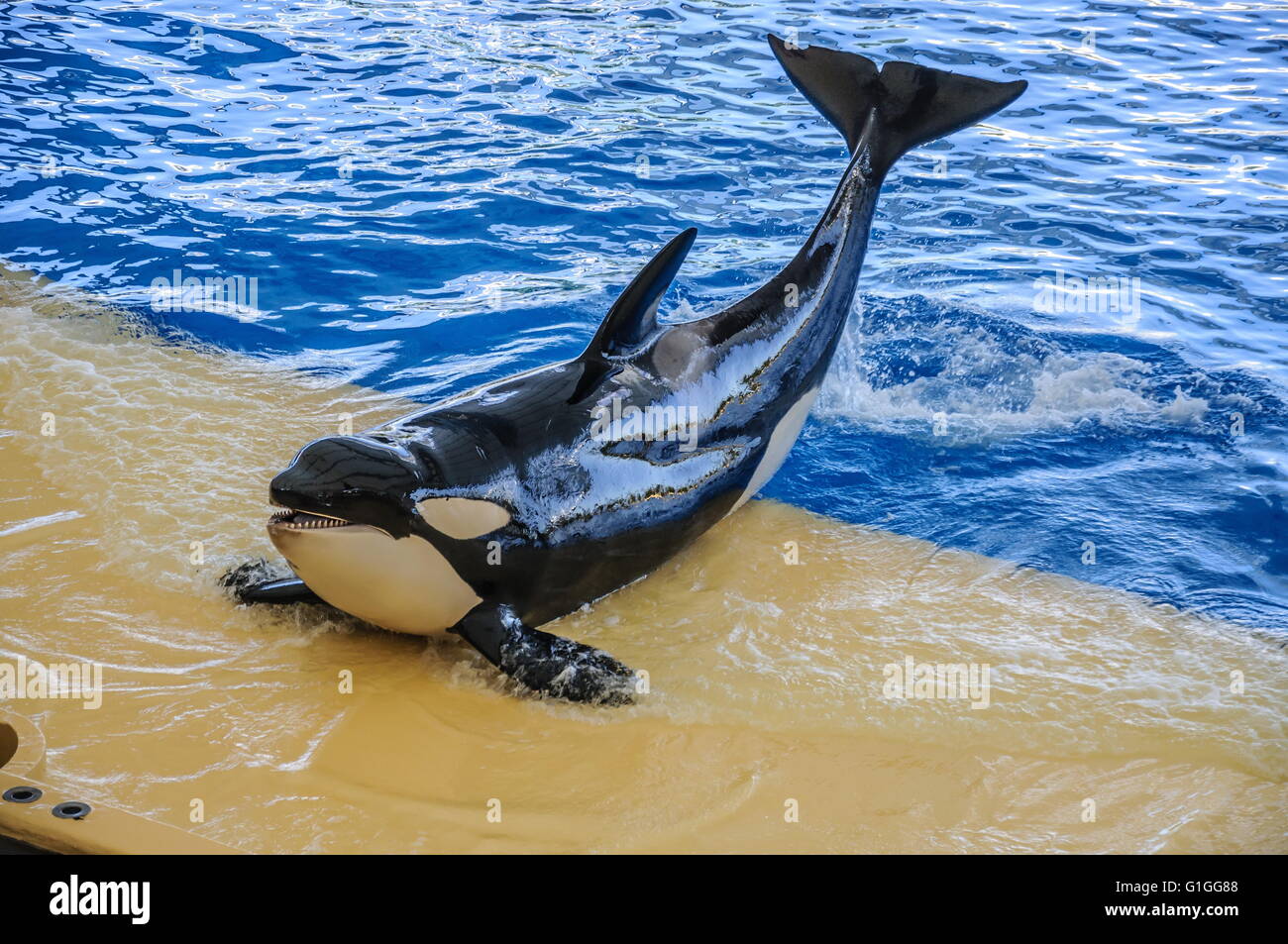 Killer whale, grampus, Orcinus orca dancing in oceanarium, Tenerife ...