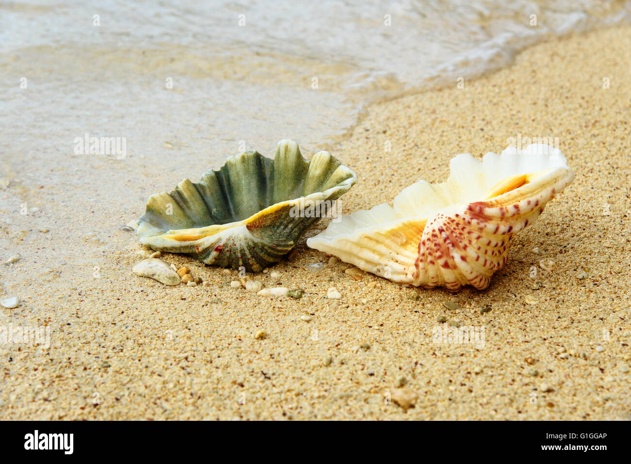 Shell sand beach indonesia hi-res stock photography and images - Alamy