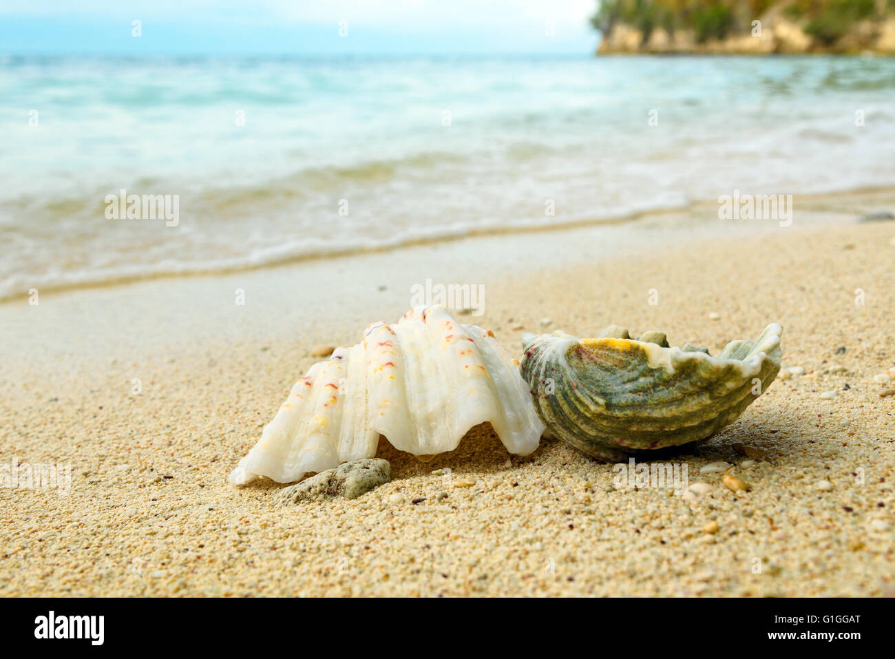 Seashells on sand at beach. Togean Islands or Togian Islands in the ...