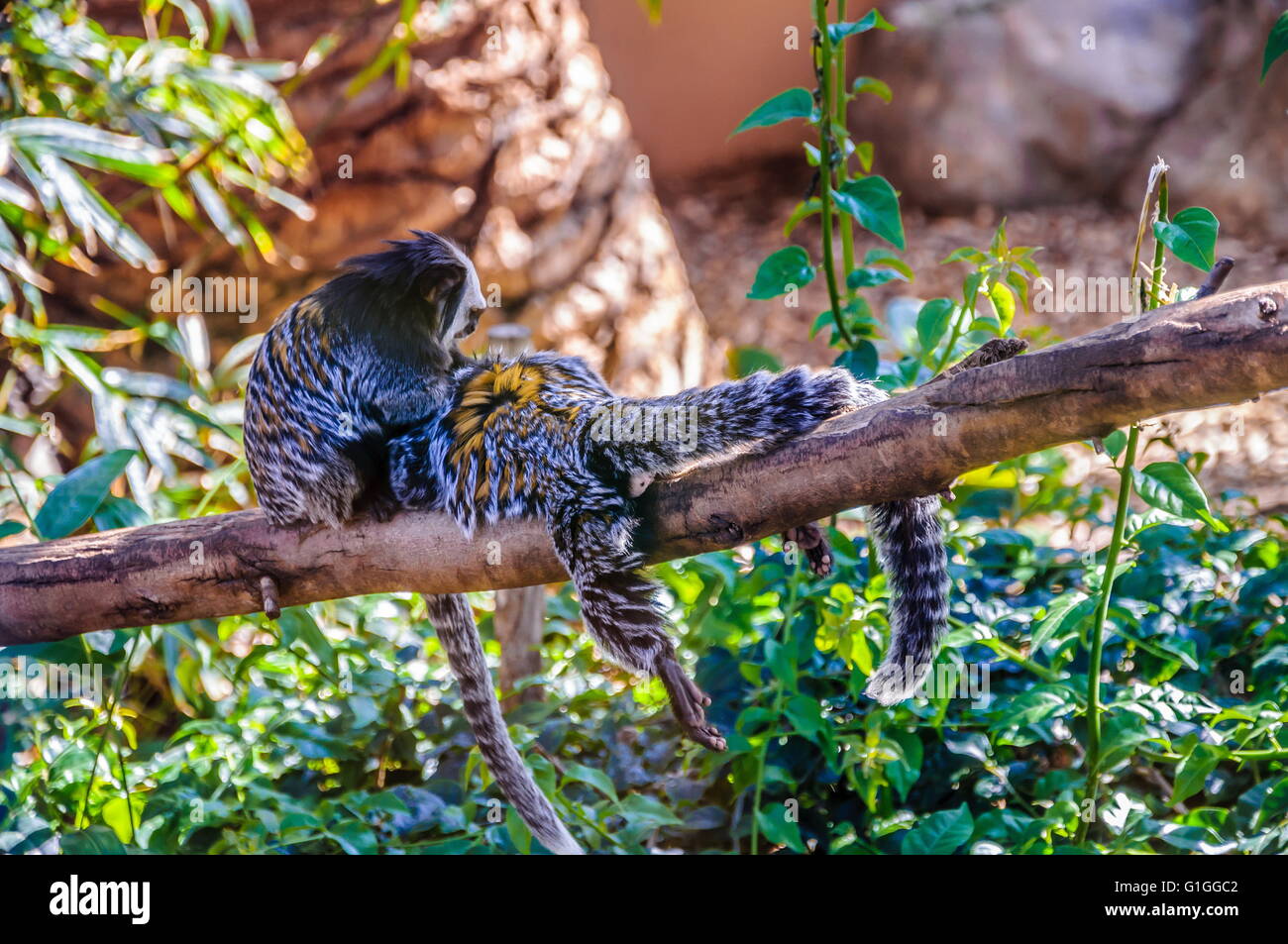 Titi, tamarin monkey in Loro Parque, Tenerife, Canary Islands Stock ...