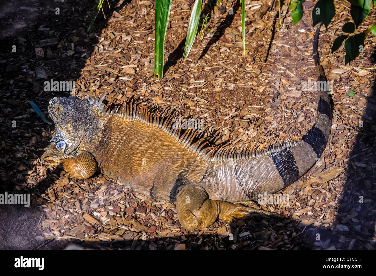 Iguana iguana rhinolopha hi-res stock photography and images - Alamy