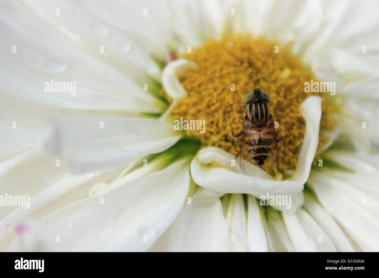 a rare picture of bee on flower Stock Photo - Alamy