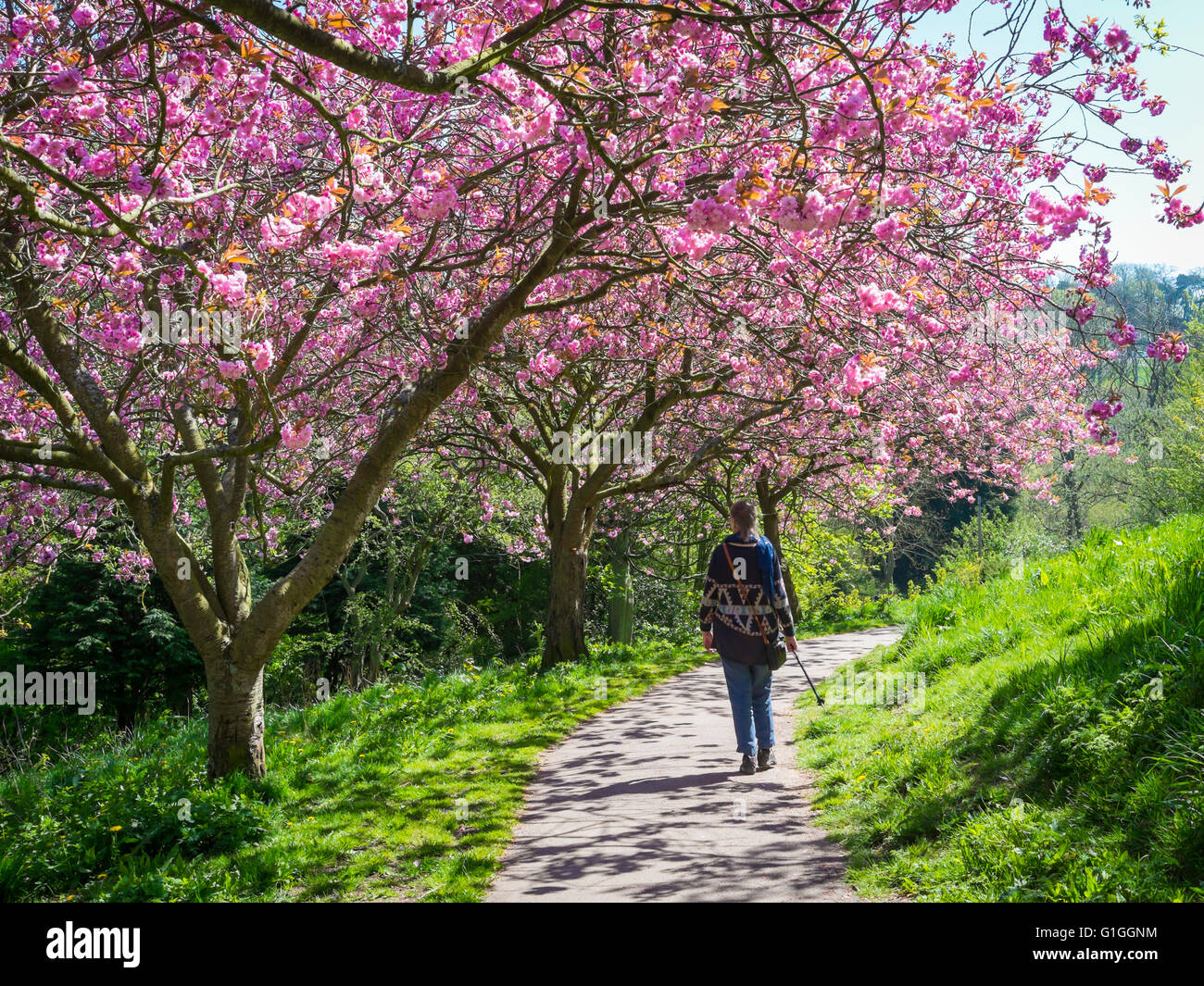 Springtime a senior lady walking under a blossom covered Cherry Tree ...