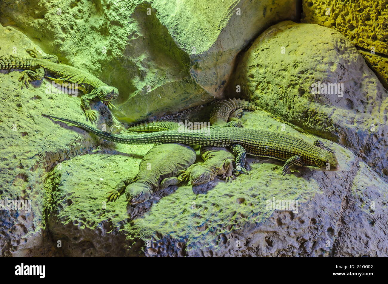 Rough scaled plated lizard hi-res stock photography and images - Alamy