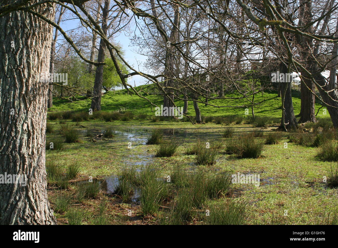 Hardham hi-res stock photography and images - Alamy