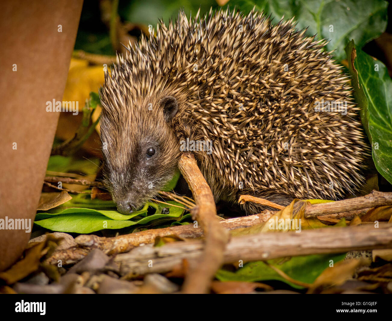 Uk hedgehog hi-res stock photography and images - Alamy