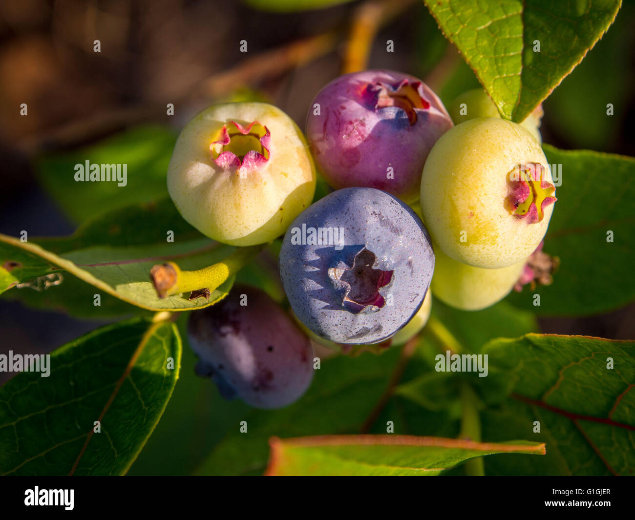Blueberry bush garden hi-res stock photography and images - Alamy