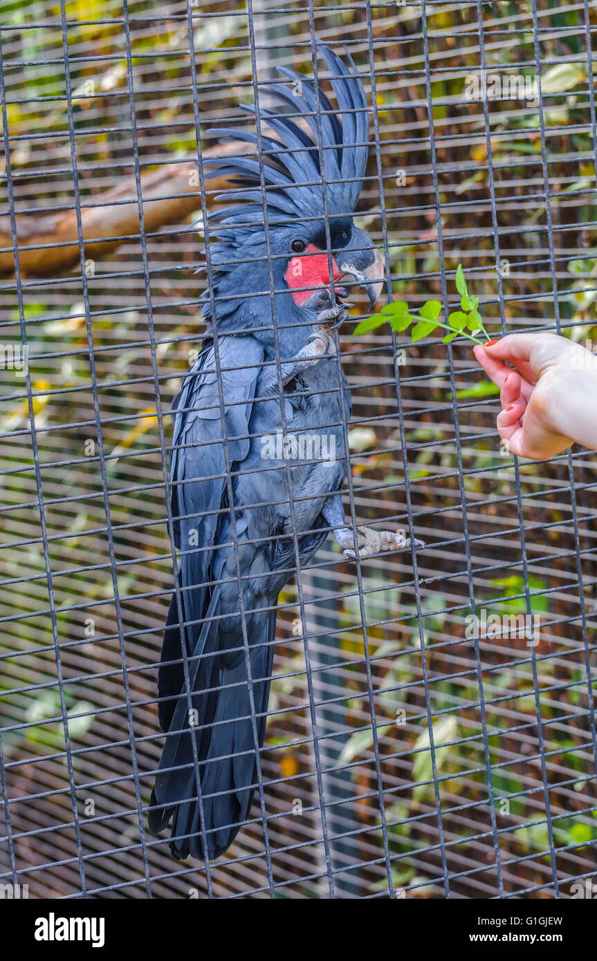 Great black cockatoo parrot sitting on a branch in Puerto de la Cruz ...