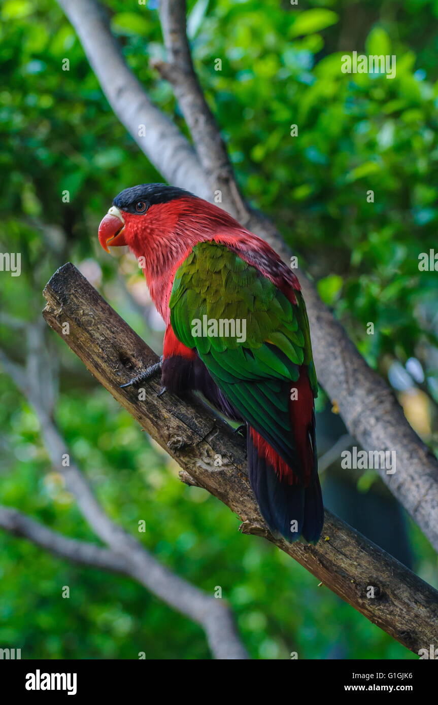 Violetabdomens hi-res stock photography and images - Alamy