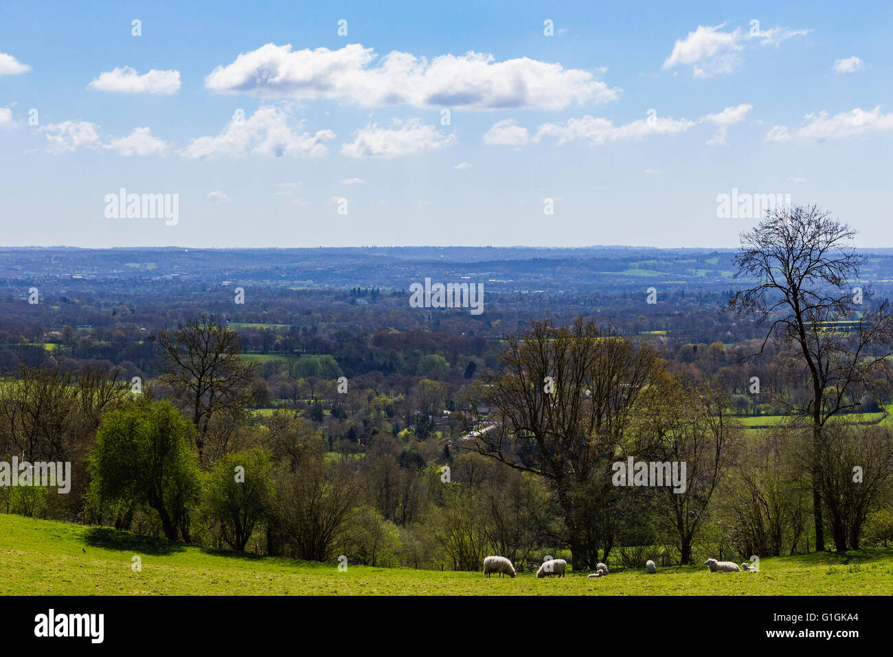 Speep grazing in the Kent countryside from Knole Park, Sevenoaks, Kent ...