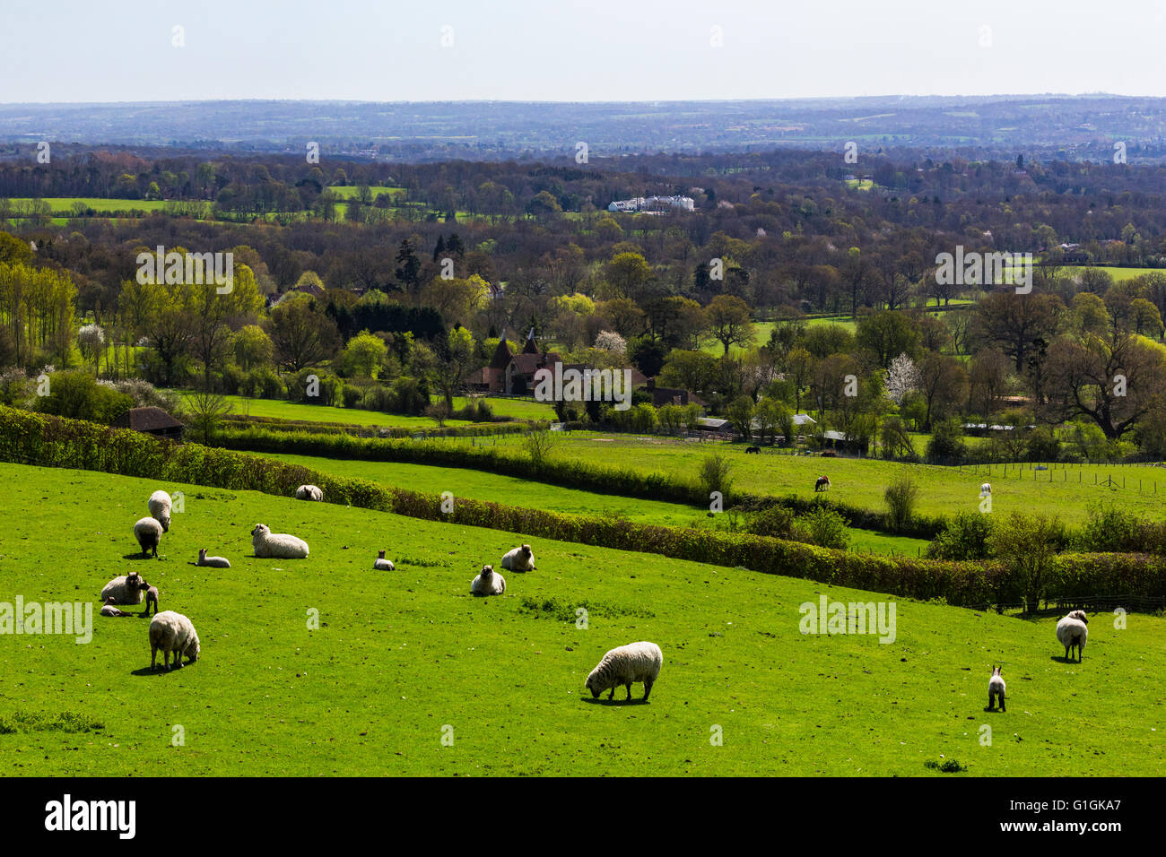 Speep grazing in the Kent countryside from Knole Park, Sevenoaks, Kent ...