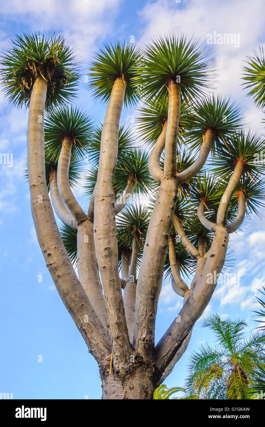 Socotra island plants hi-res stock photography and images - Alamy