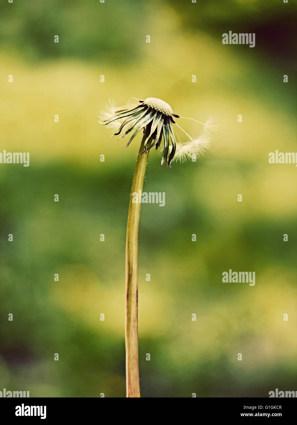 Lonely old dandelion over green background. Springtime is ending Stock ...