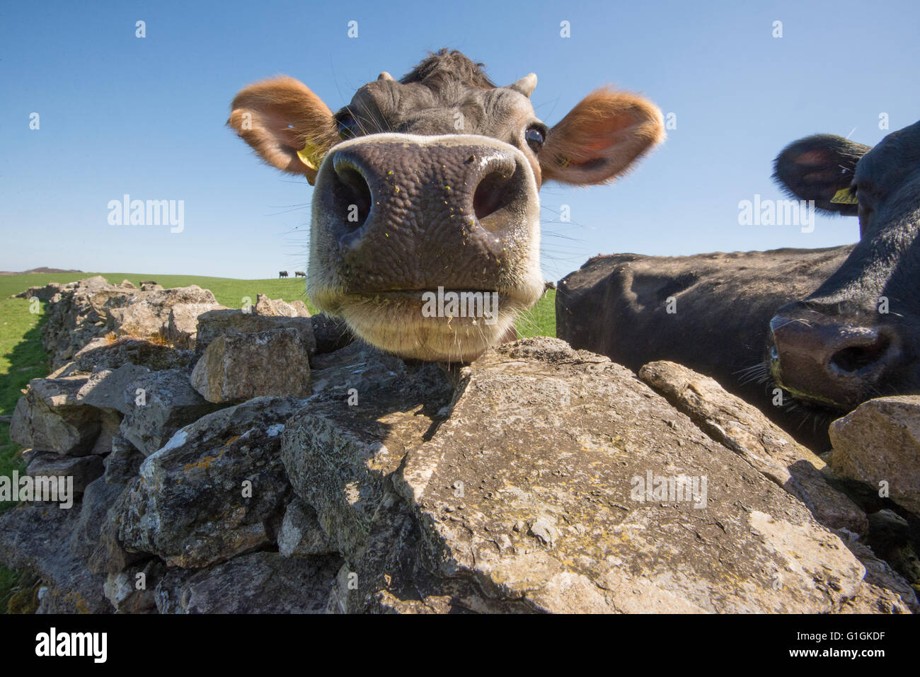 Cow looking over stone wall hi-res stock photography and images - Alamy
