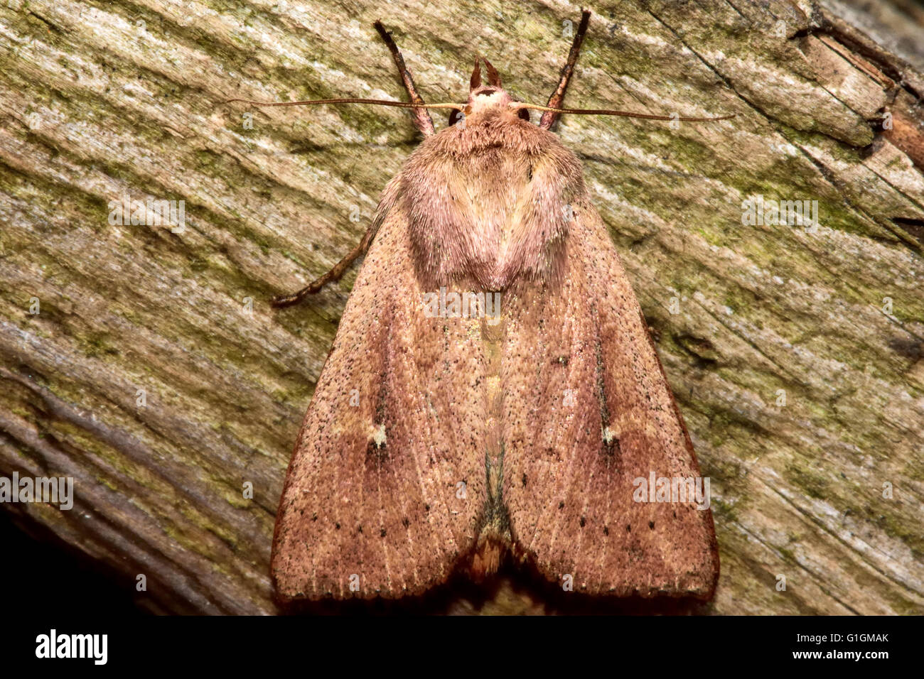 The clay moth (Mythimna ferrago). British insect in the family ...