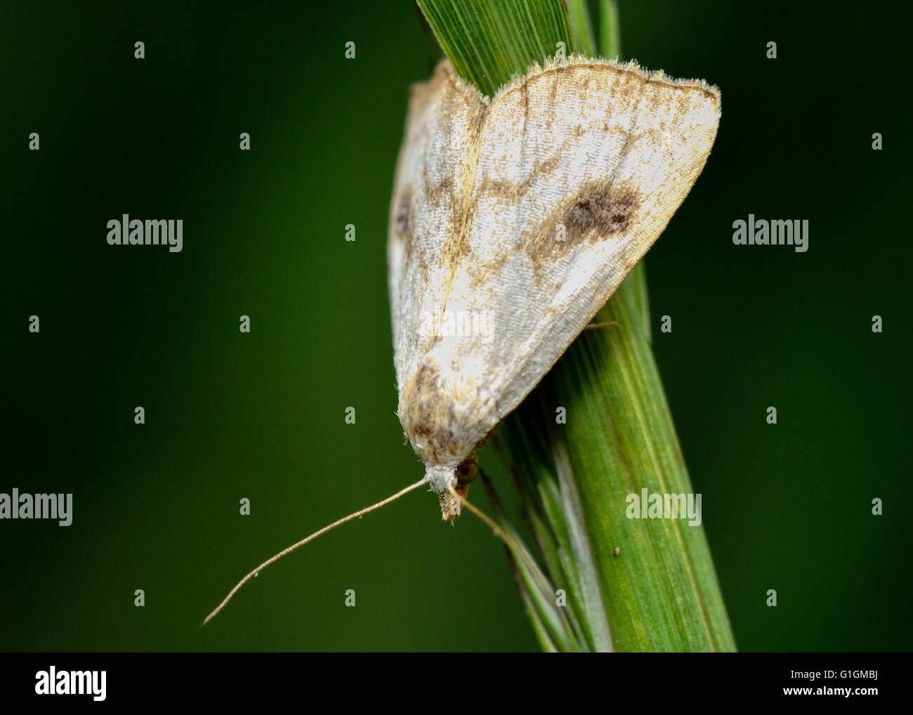 Straw dot moth (Rivula sericealis) from above. British insect in the ...