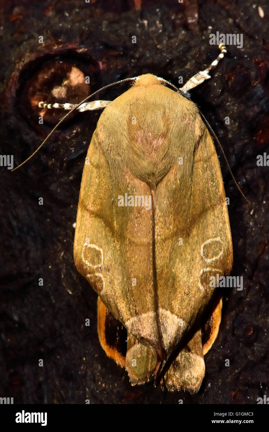 Broad-bordered yellow underwing moth (Noctua fimbriata) with deformed ...