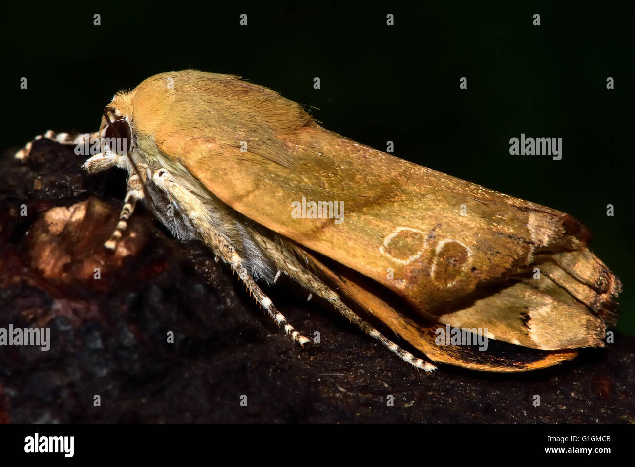 Broad-bordered yellow underwing moth (Noctua fimbriata) with deformed ...
