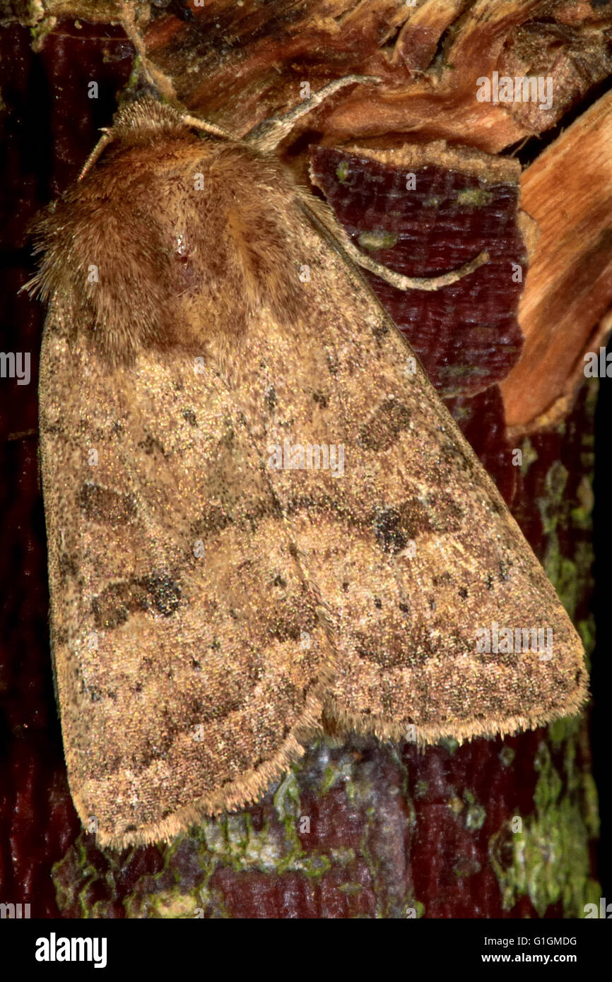 The rustic moth (Hoplodrina blanda). British insect in the family ...