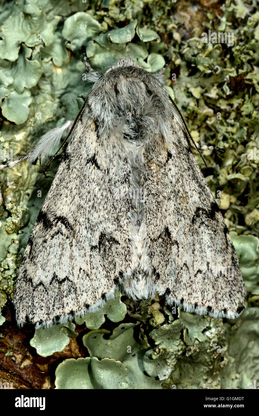 The miller moth (Acronicta leporina) from above. British insect in the ...