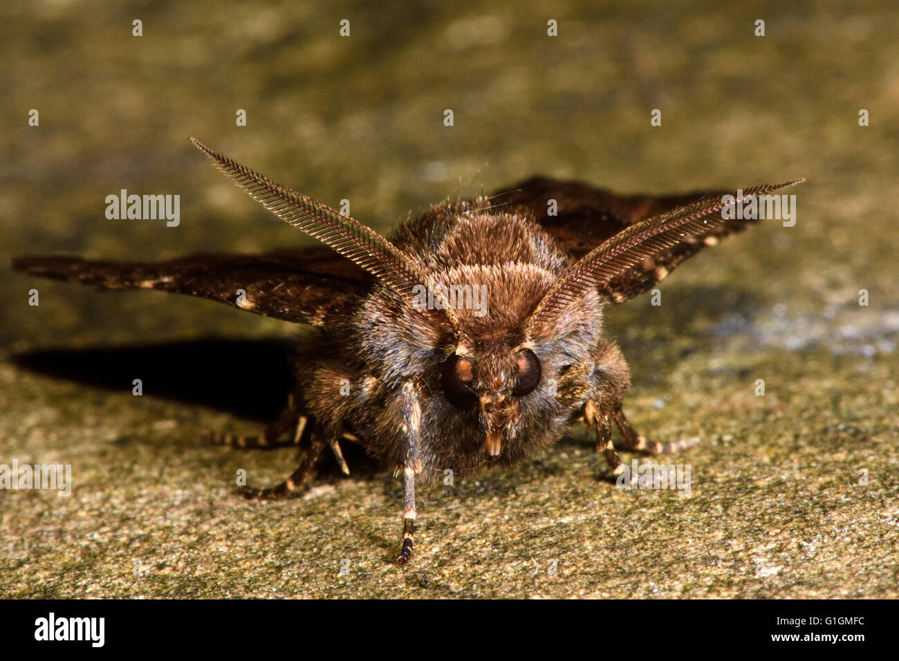 Brown rustic moth (Rusina ferruginea) head on. British insect in the ...