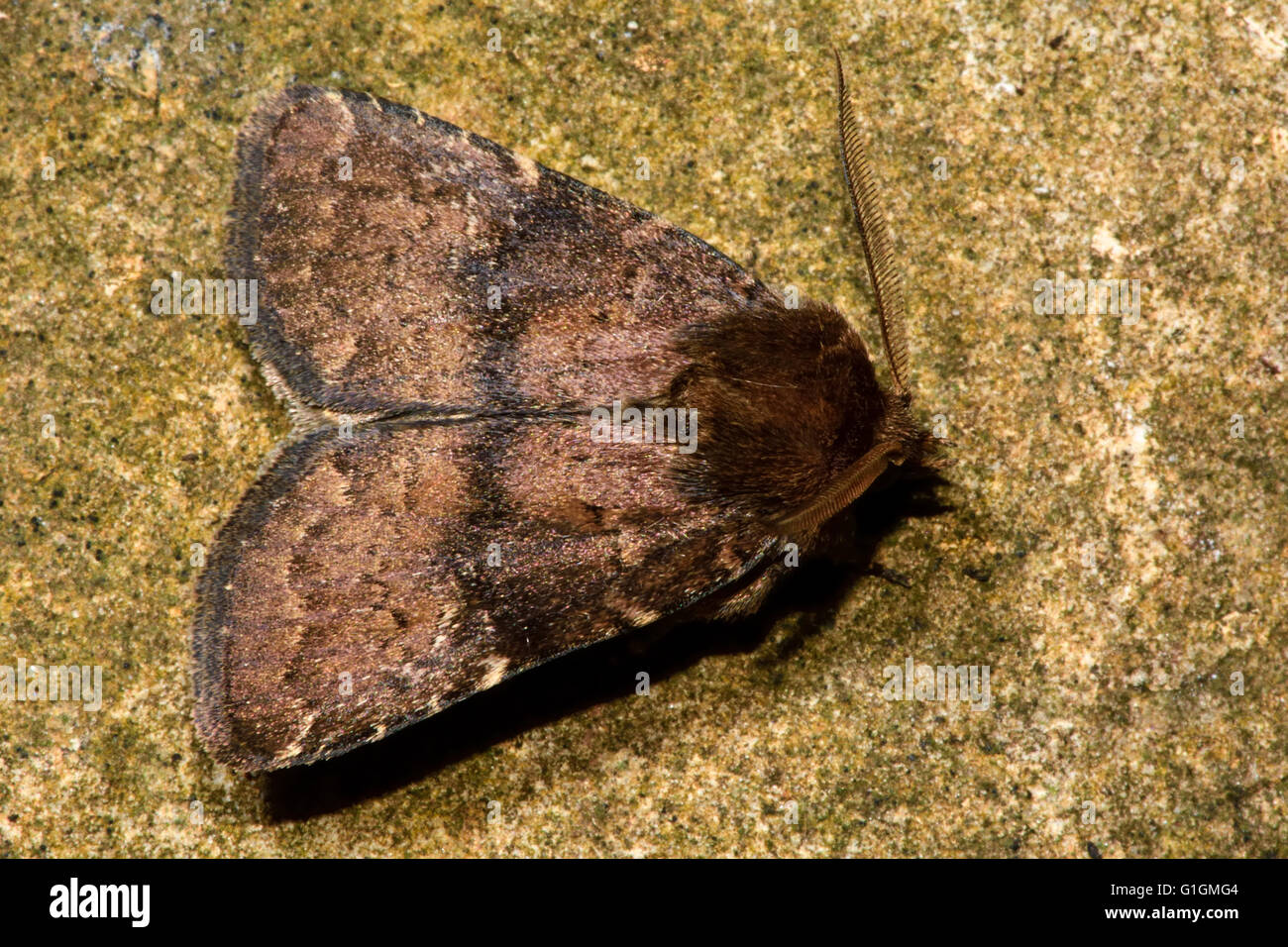 Brown rustic moth (Rusina ferruginea) from above. British insect in the ...