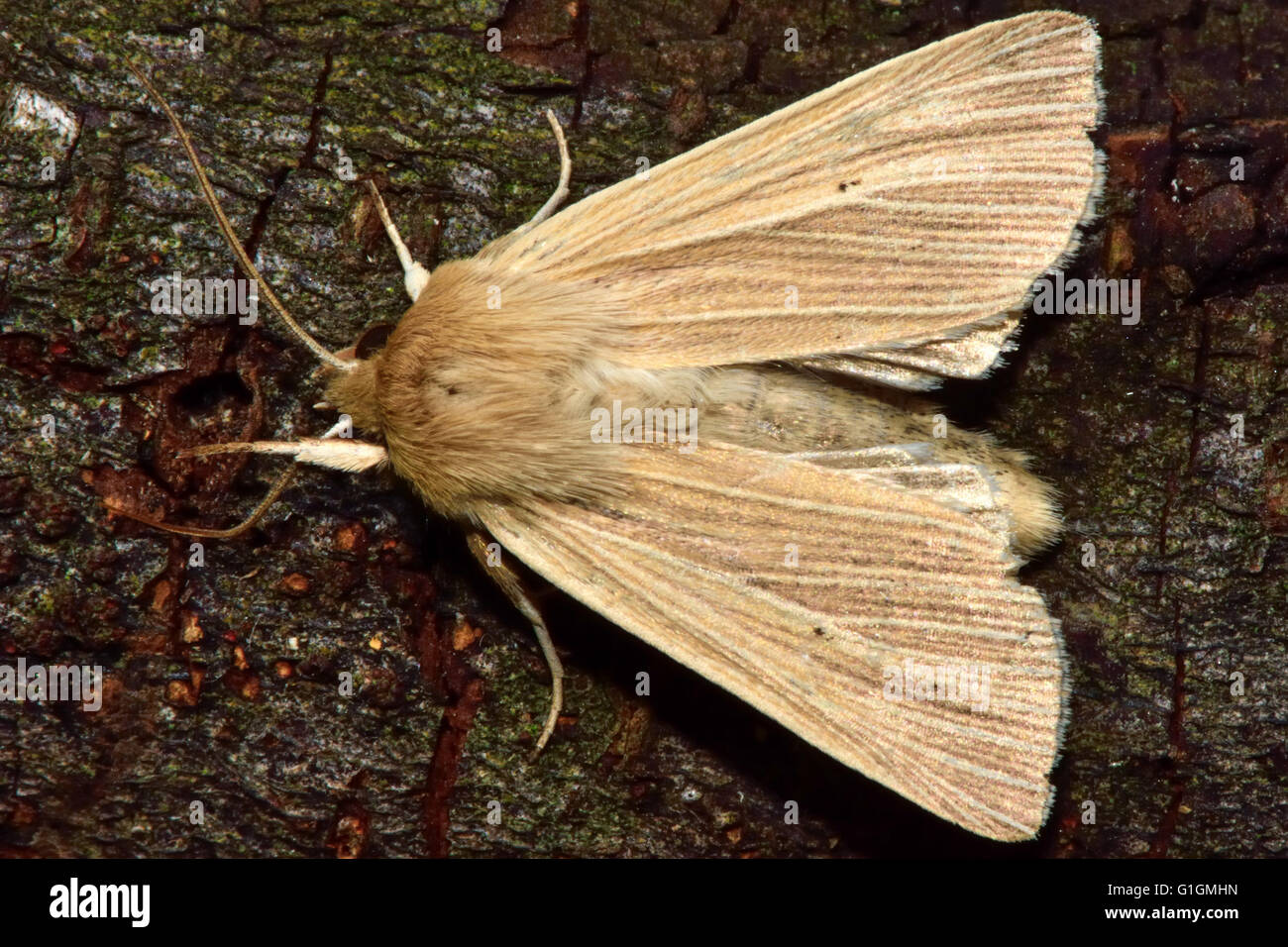 Wainscot uk hi-res stock photography and images - Alamy