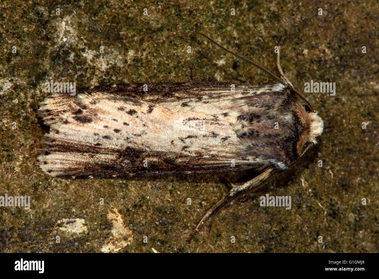 The flame moth (Axylia putris). British insect in the family Noctuidae ...