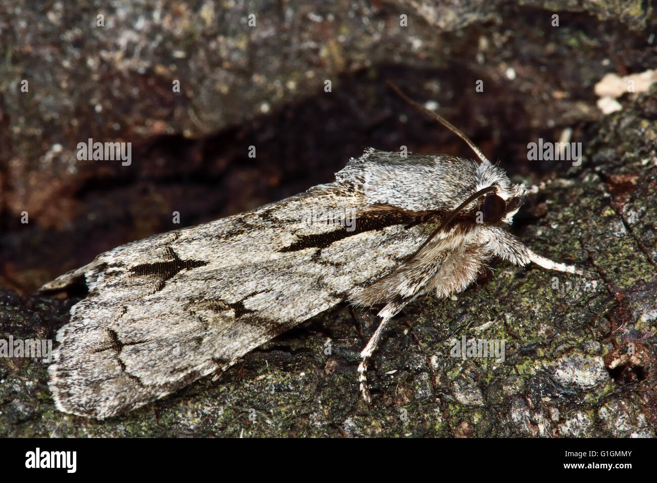 Grey dagger moth (Acronicta psi) in profile. British insect in the ...