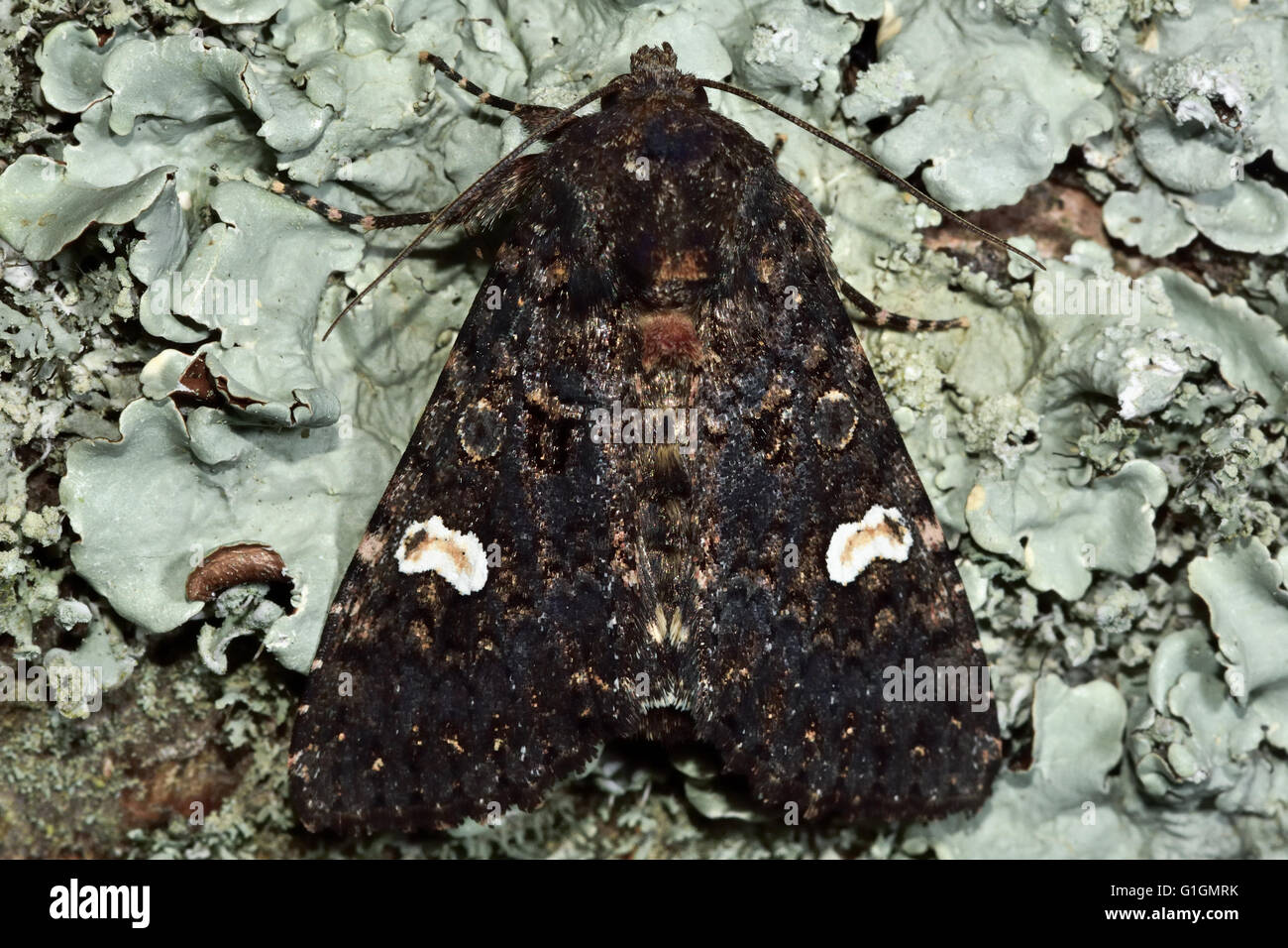 Dot moth from above (Melanchra persicariae). British insect in the ...