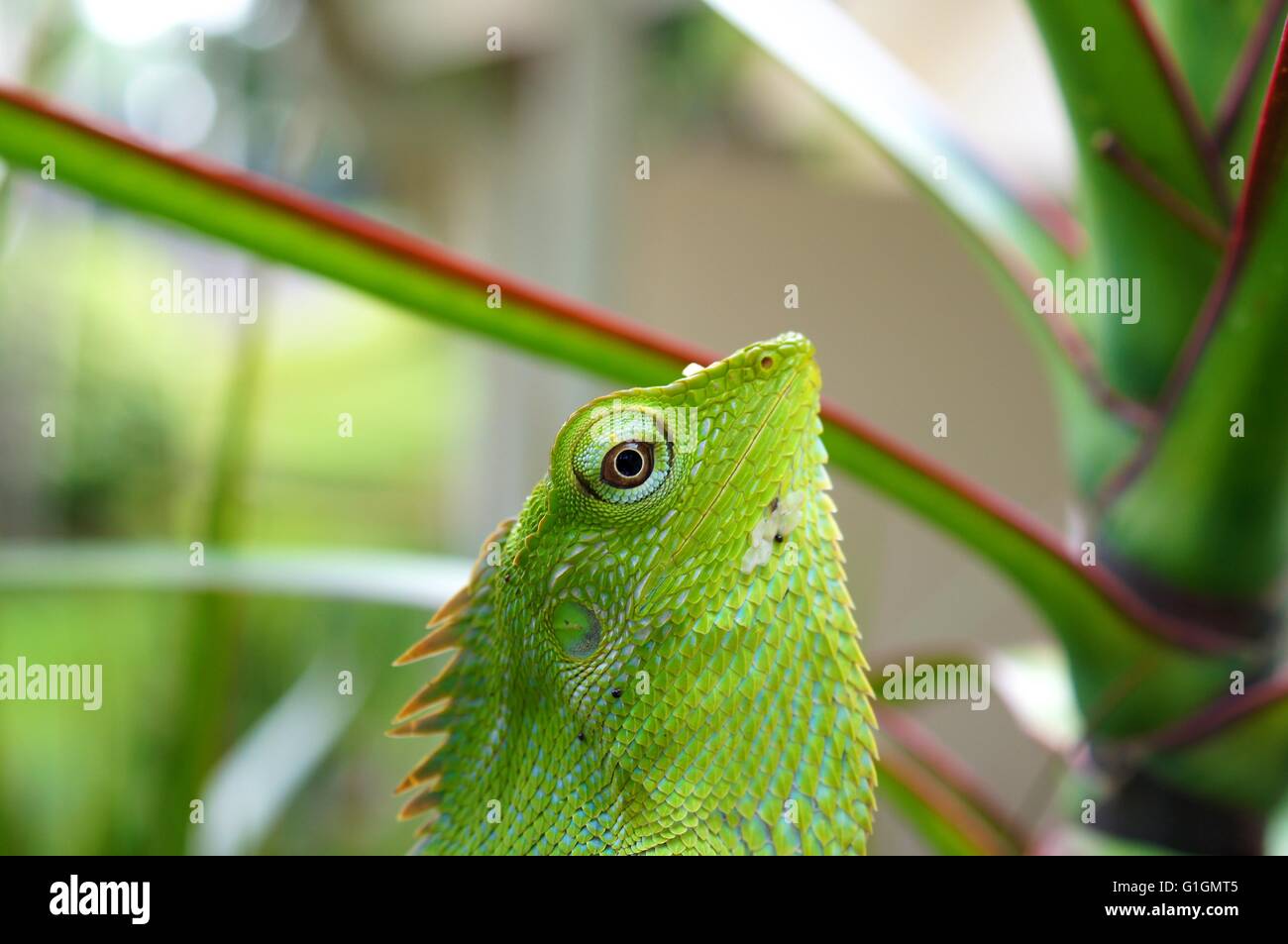 Cute Green Chameleon Stock Photo - Alamy
