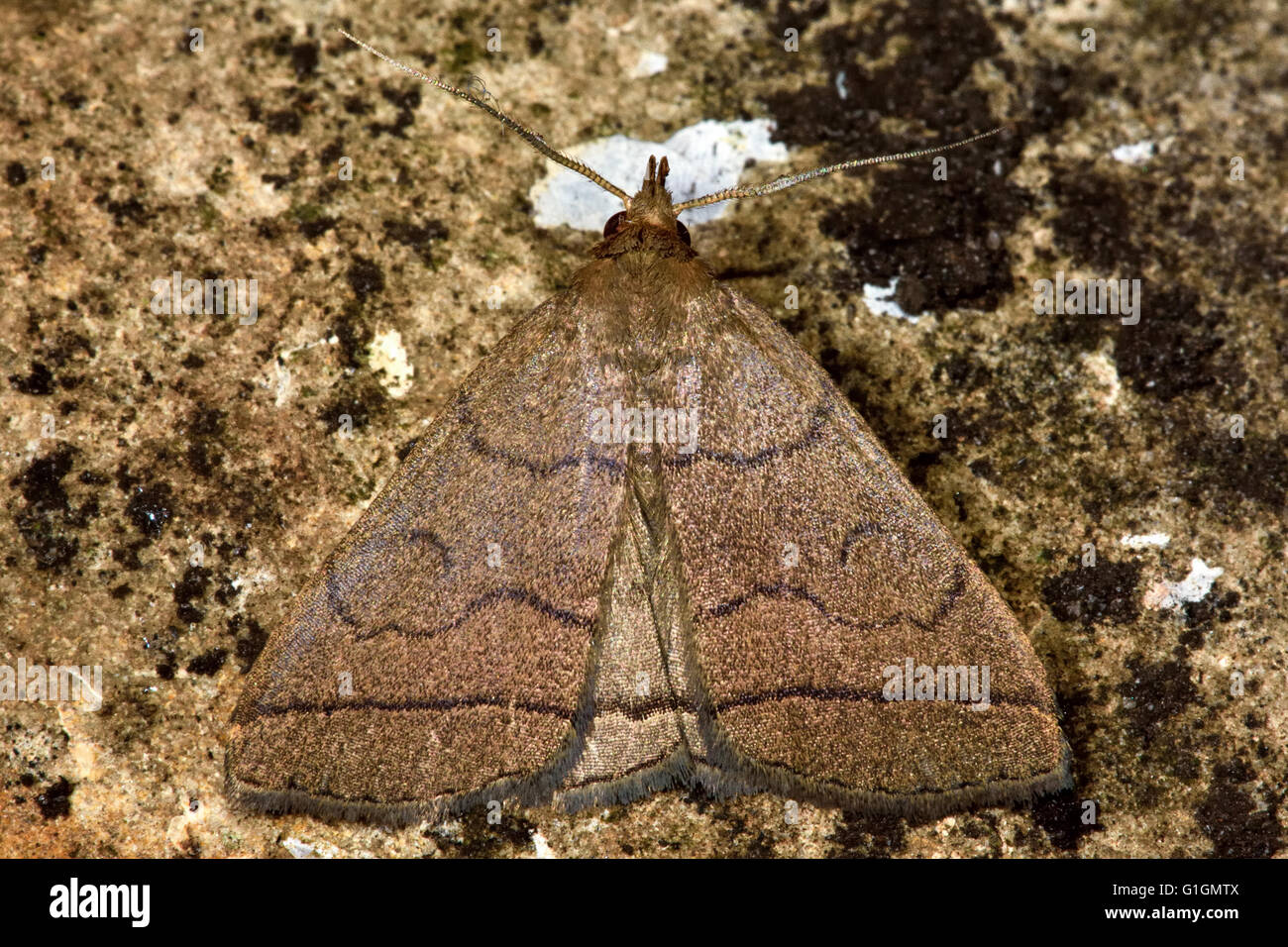 The fan-foot moth (Herminia tarsipennalis) in profile. British insect ...