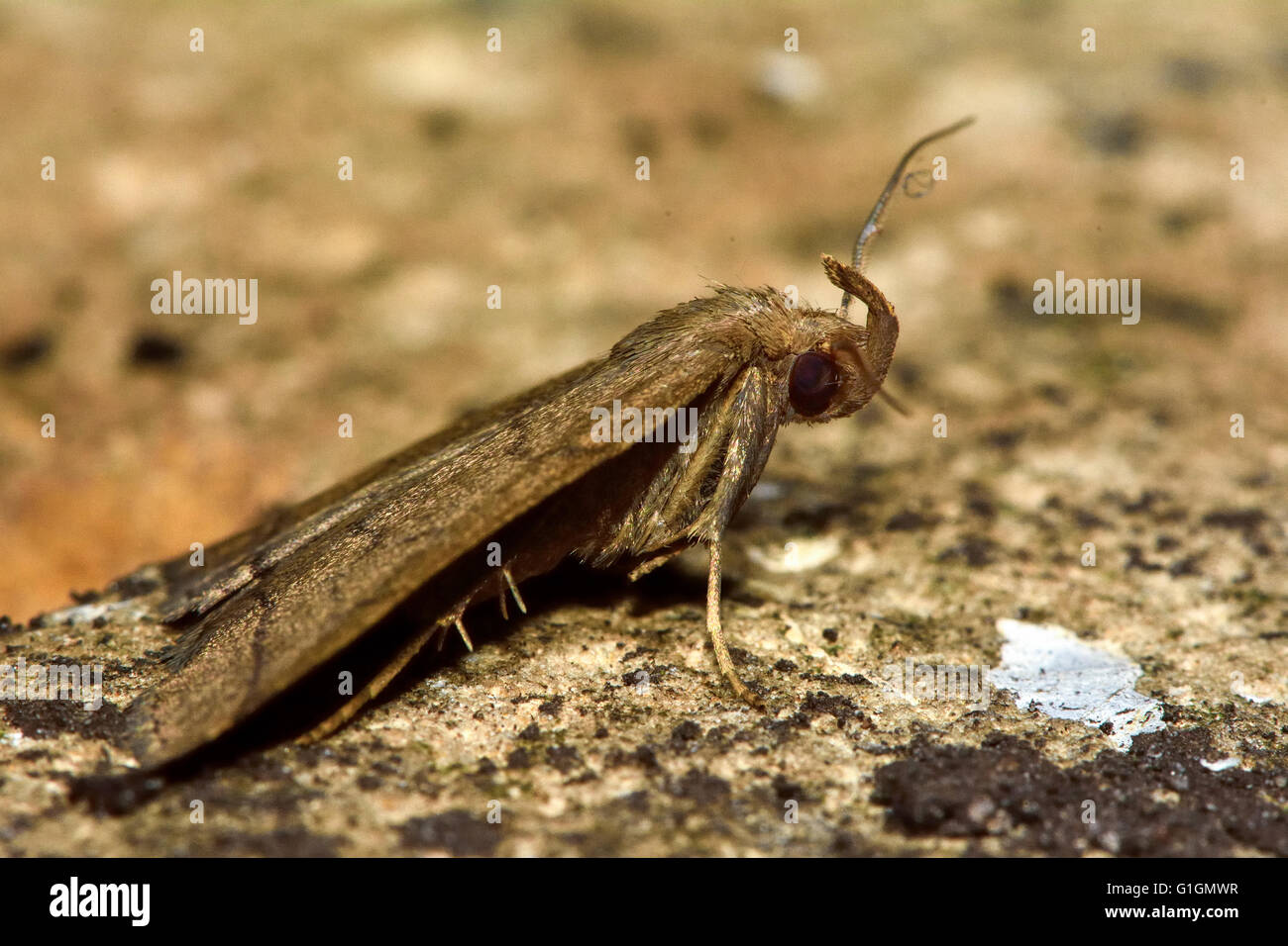 The fan-foot moth (Herminia tarsipennalis) in profile. British insect ...