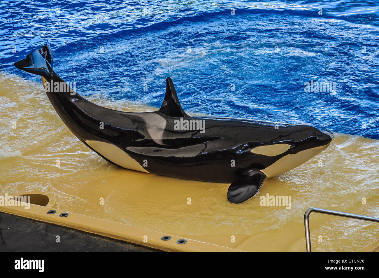 Killer whale, grampus, Orcinus orca dancing in oceanarium, Tenerife ...