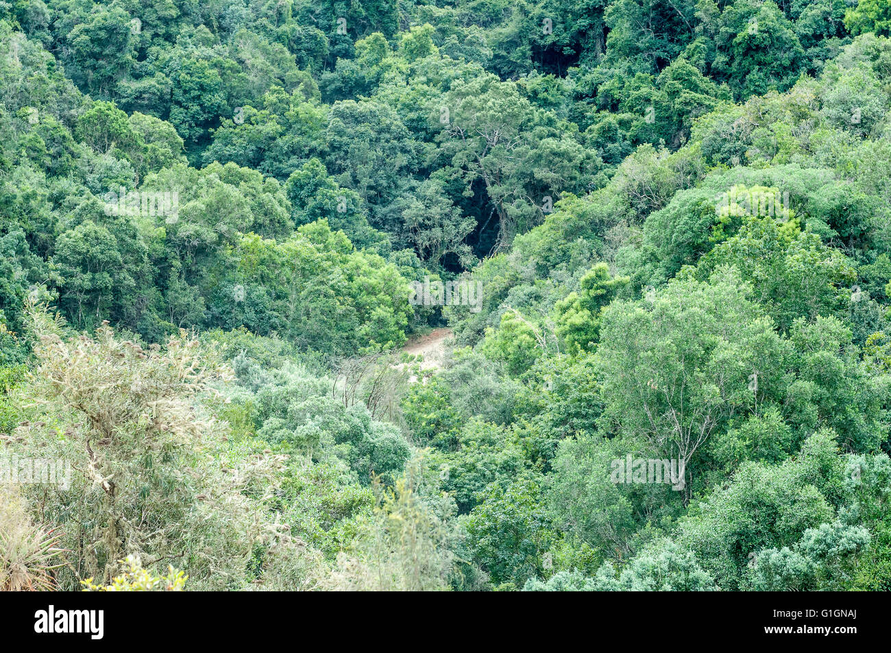A glimps of the Prince Alfred Pass where it passes through the dense ...