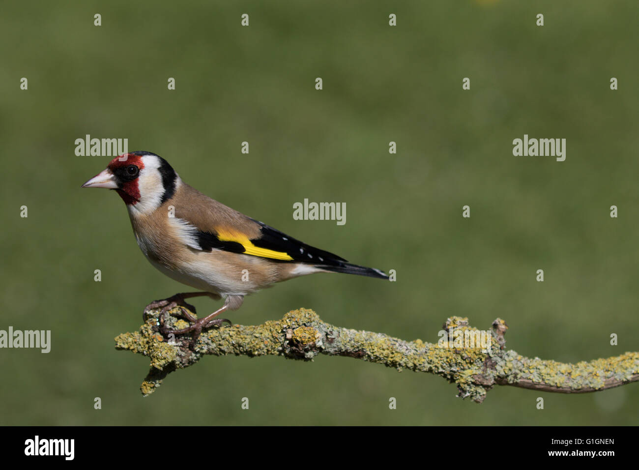 Goldfinck hi-res stock photography and images - Alamy