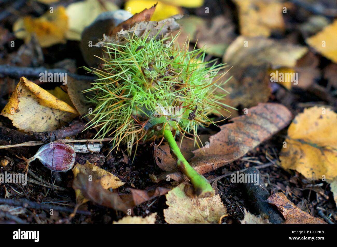 Conker on the ground Stock Photo - Alamy