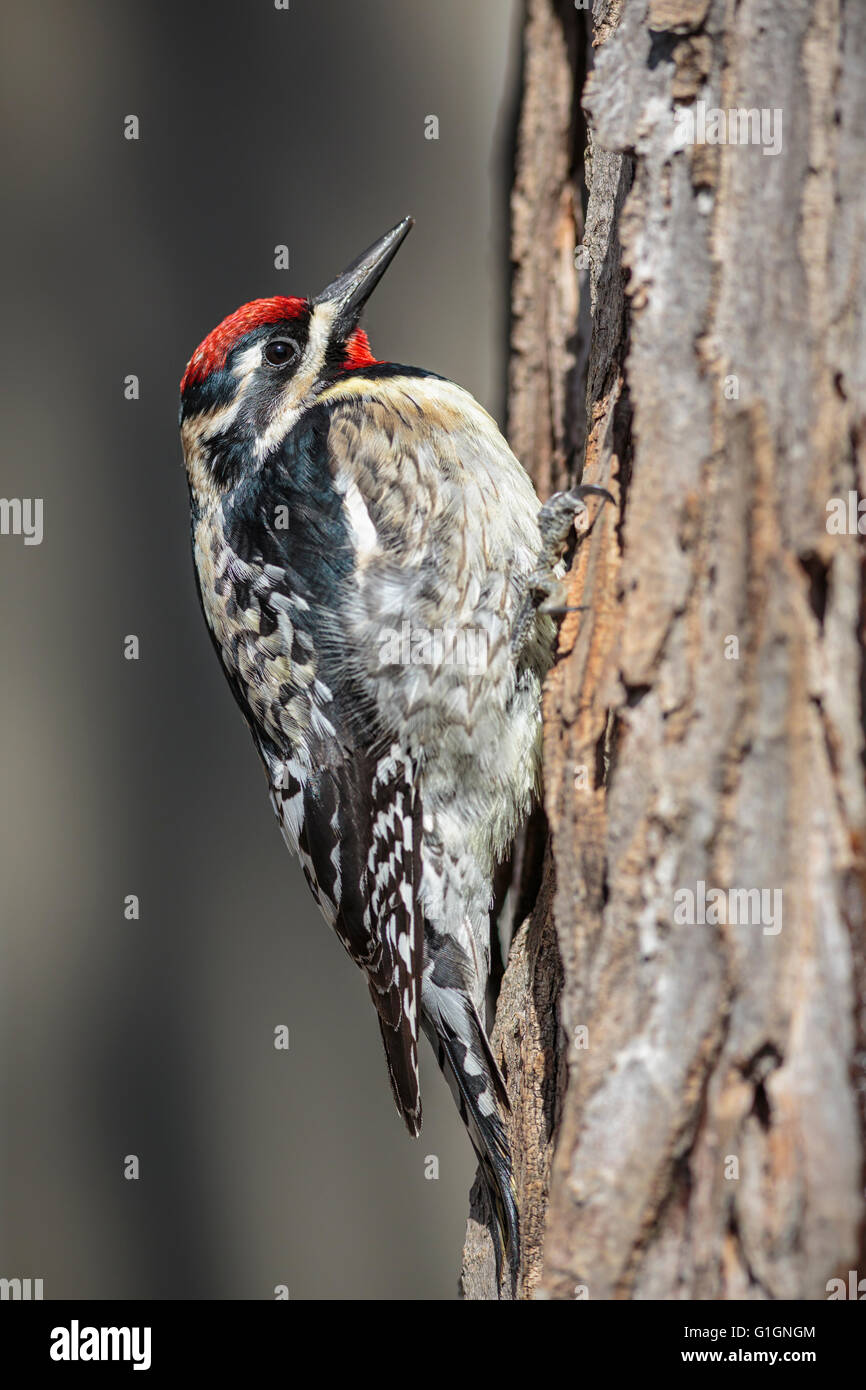 Yellow-bellied Sapsucker, male, Sphyrapicus varius, a mid-sized ...