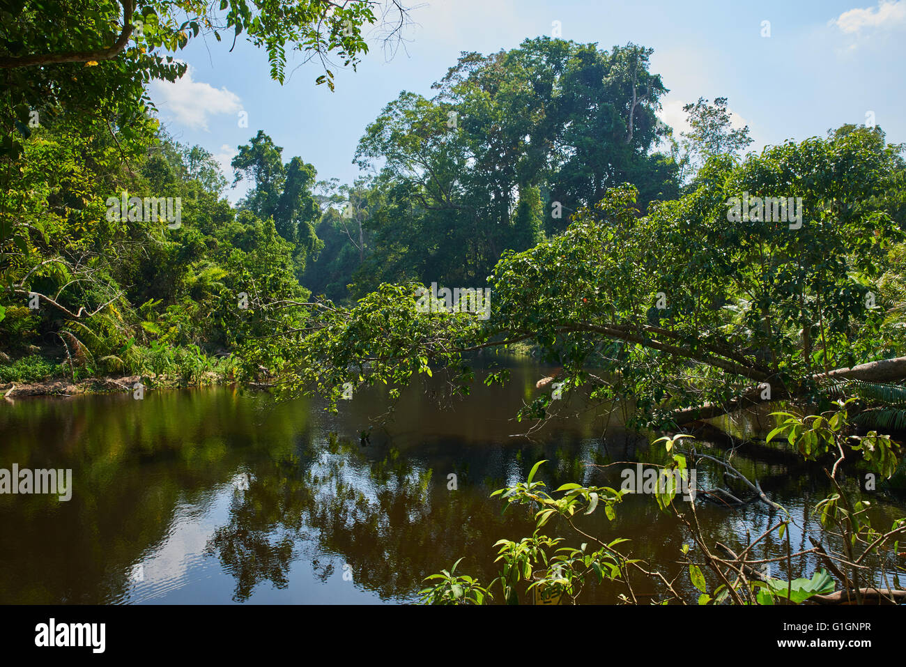 Khao Yai trees Stock Photo - Alamy