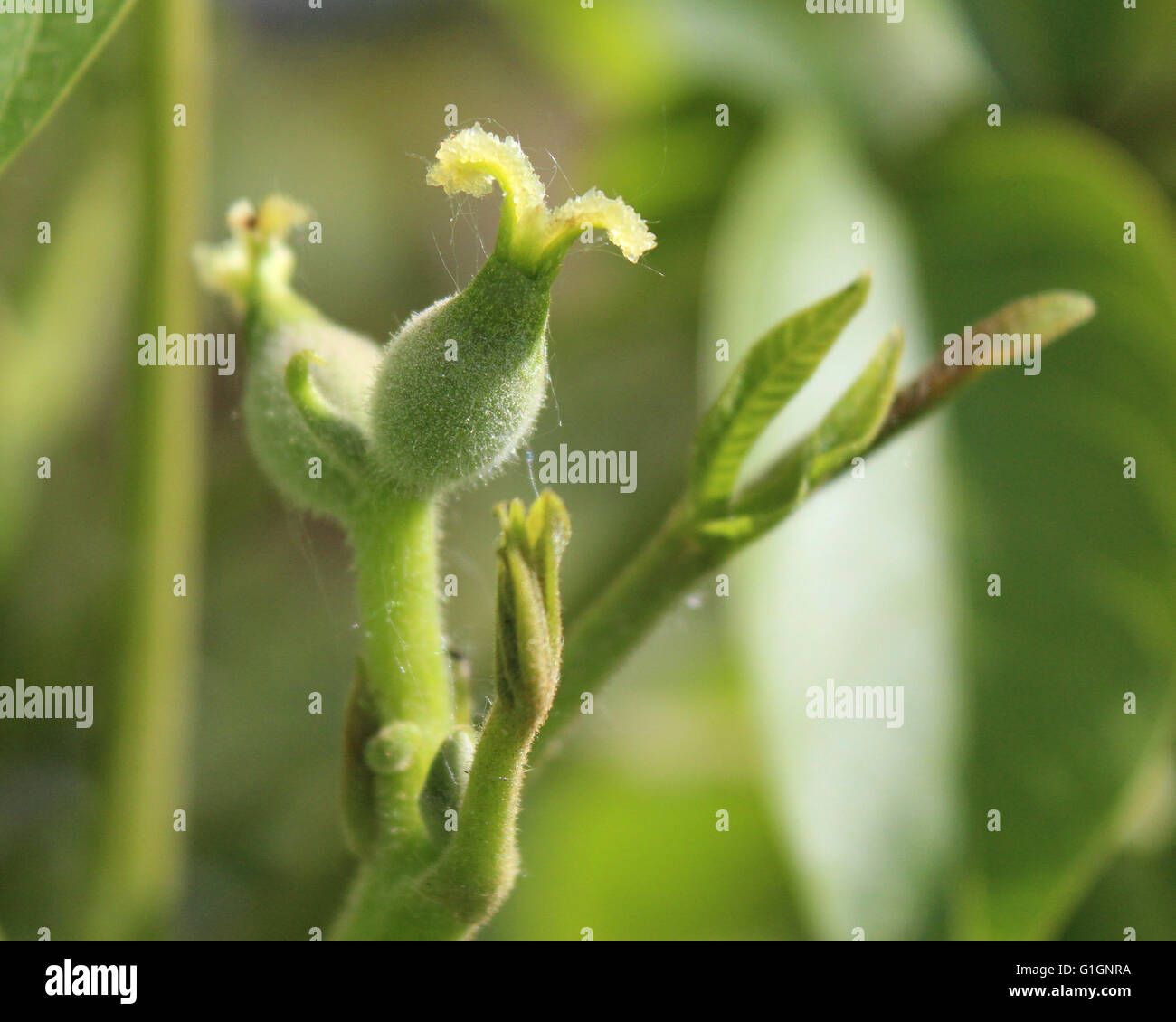 An immature walnut fruit developing on a walnut tree (Juglans regia ...