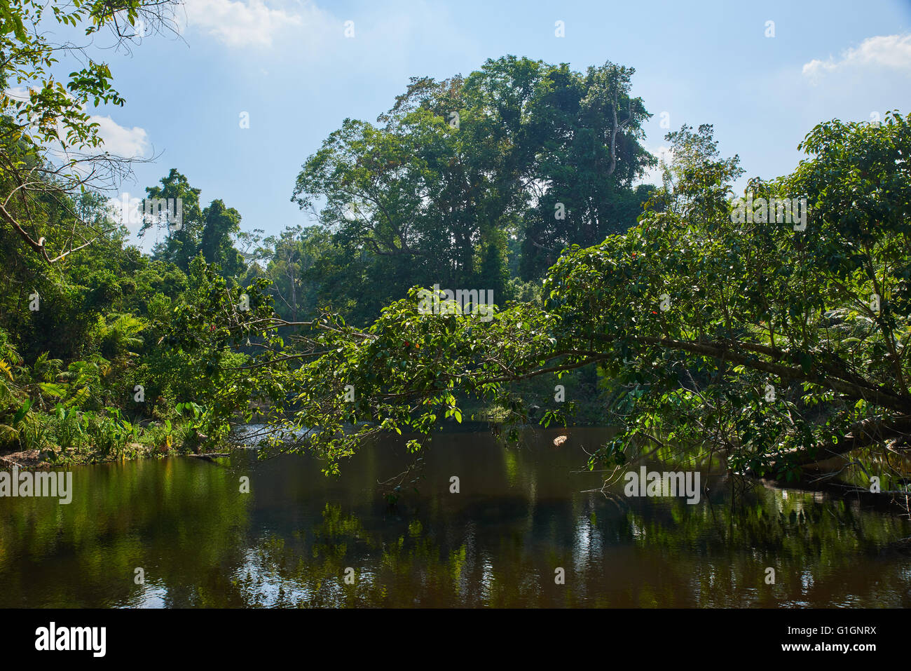 Khao Yai trees Stock Photo - Alamy