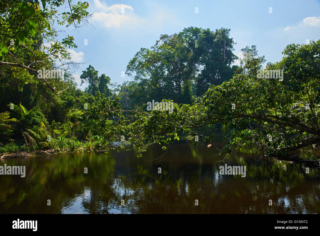 Khao Yai trees Stock Photo - Alamy