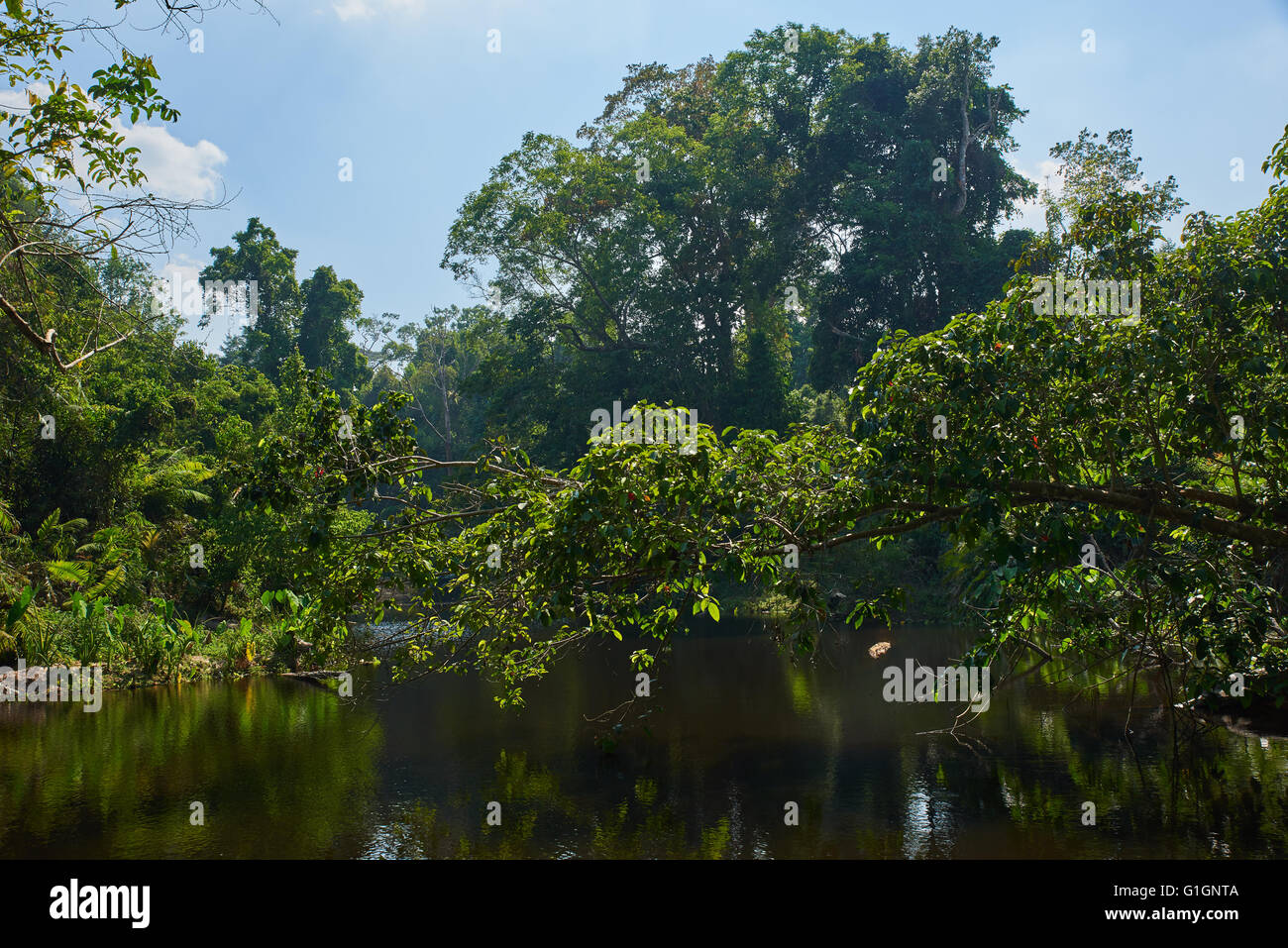 Khao Yai trees Stock Photo - Alamy