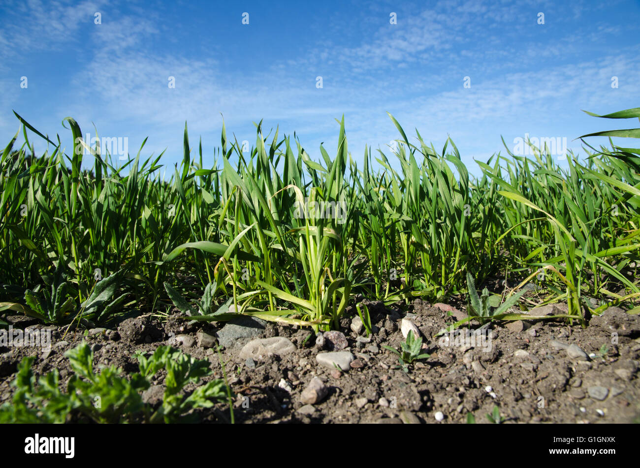 Growing corn hi-res stock photography and images - Alamy